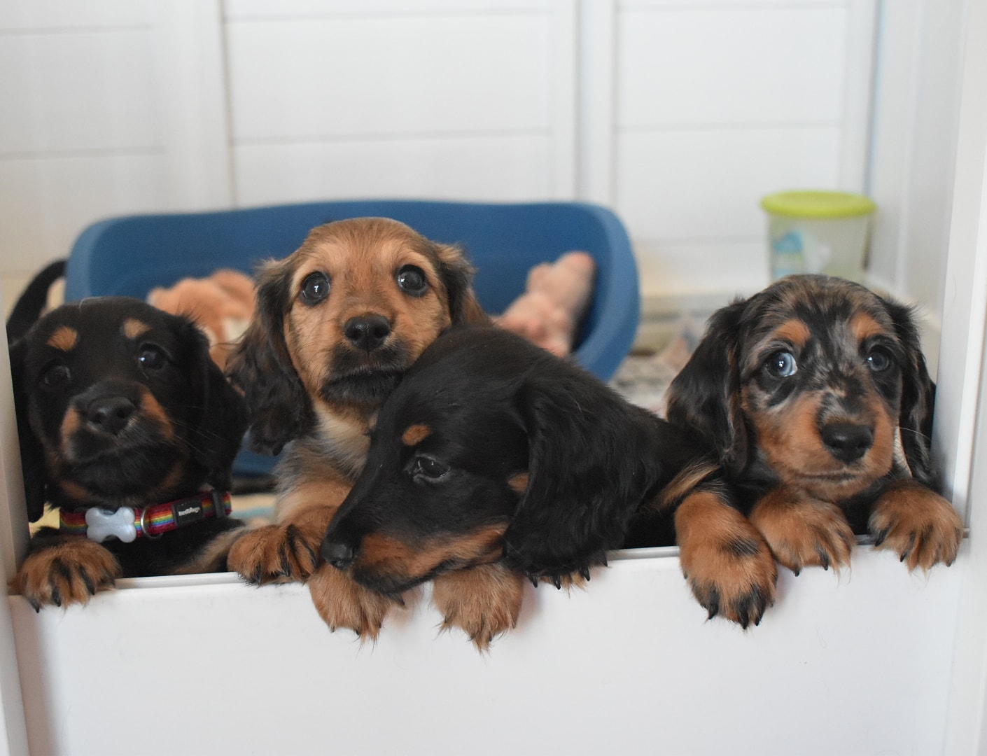 Home [crystalwoodpuppies.co.uk]